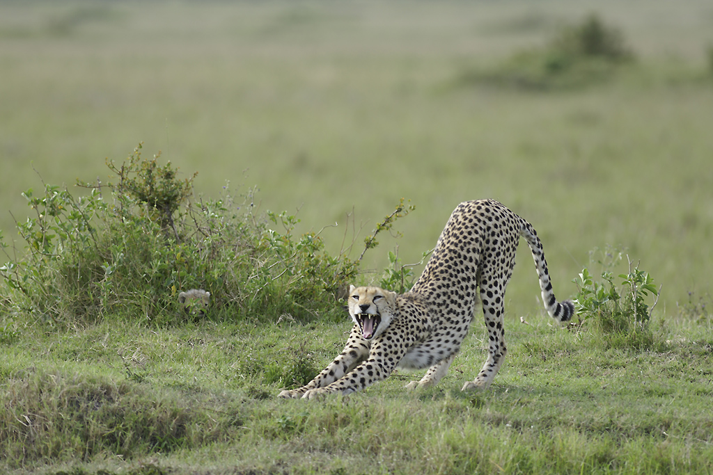 Cheetah – YLoveBigCats