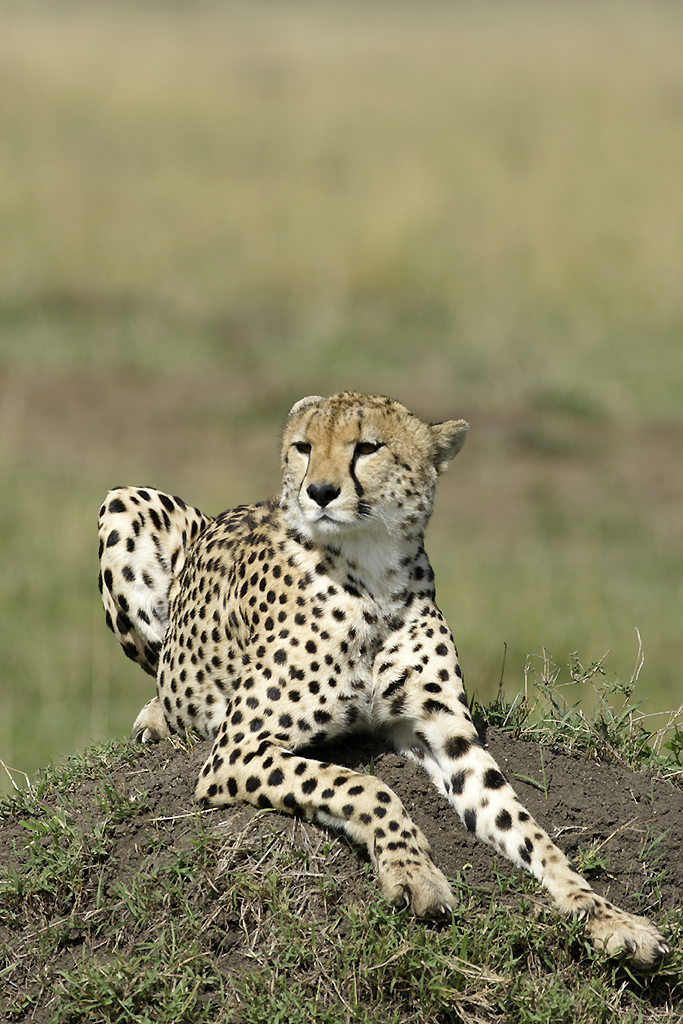 Male cheetah – YLoveBigCats