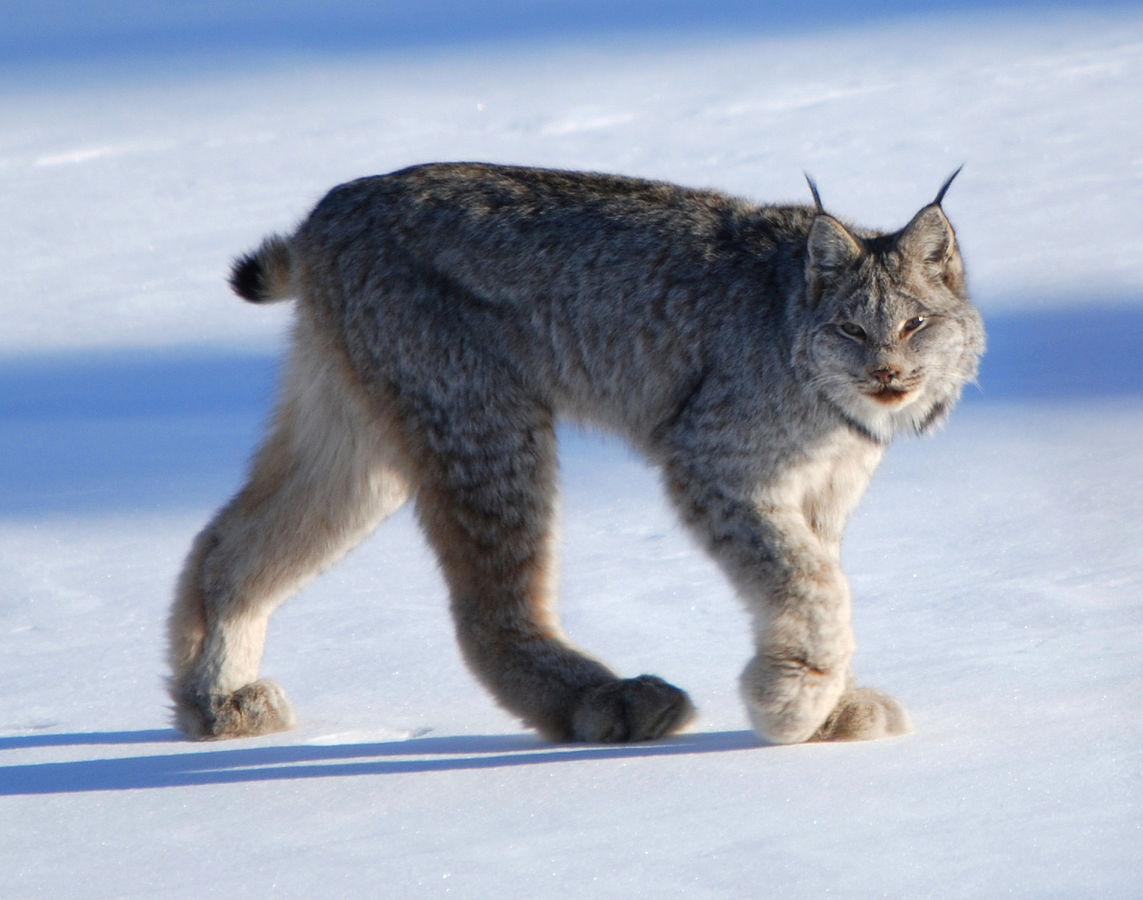 The big paws of the Canadian lynx – YLoveBigCats